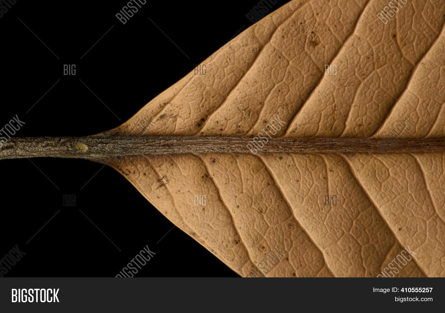 Dry Mango Leaves Image & Photo (Free Trial) | Bigstock