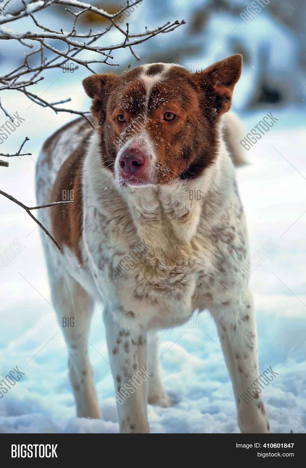 Cute White Red Dog Image & Photo (Free Trial) | Bigstock