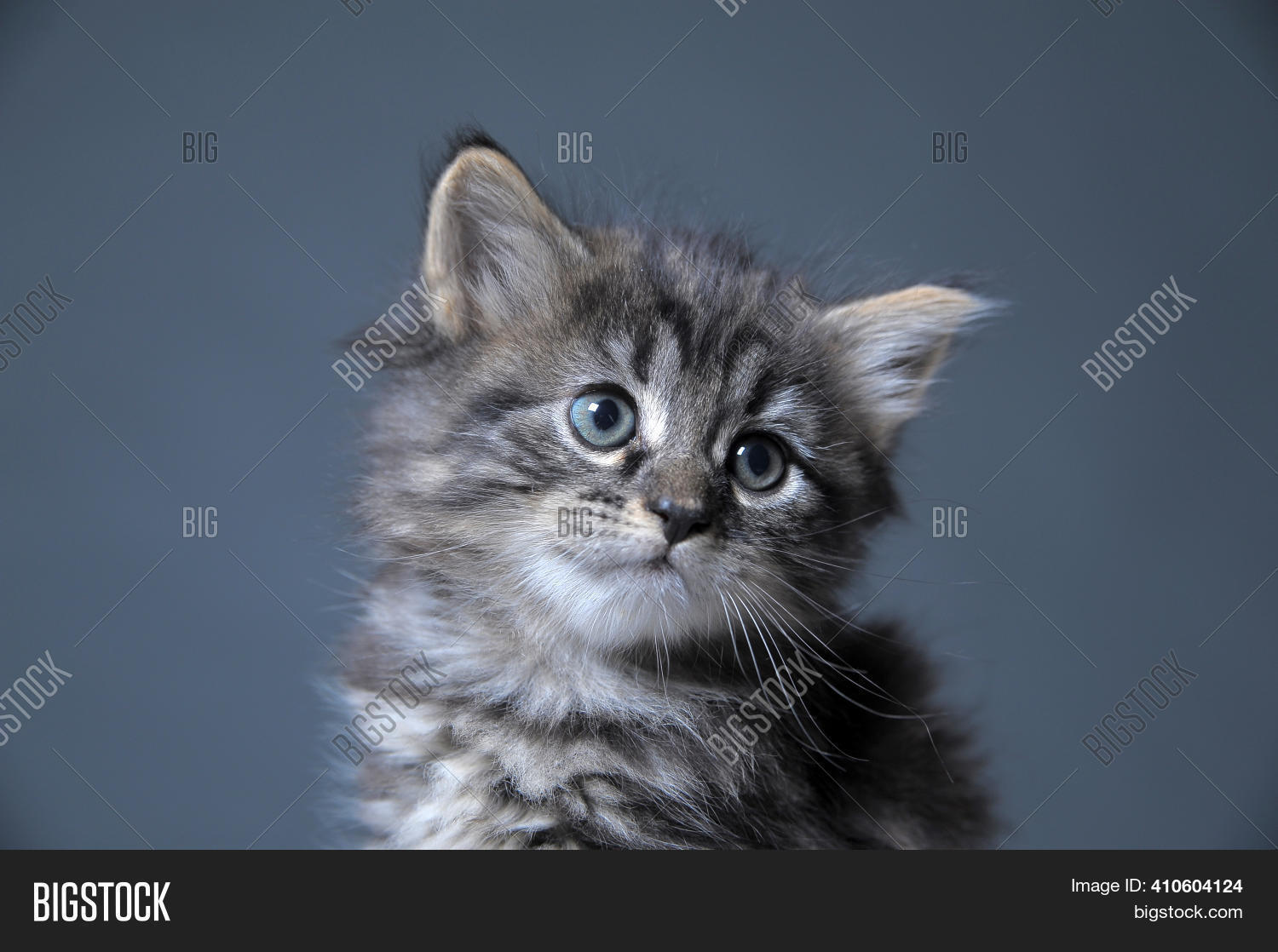 Adorable 5 Week Old Image & Photo (Free Trial) | Bigstock