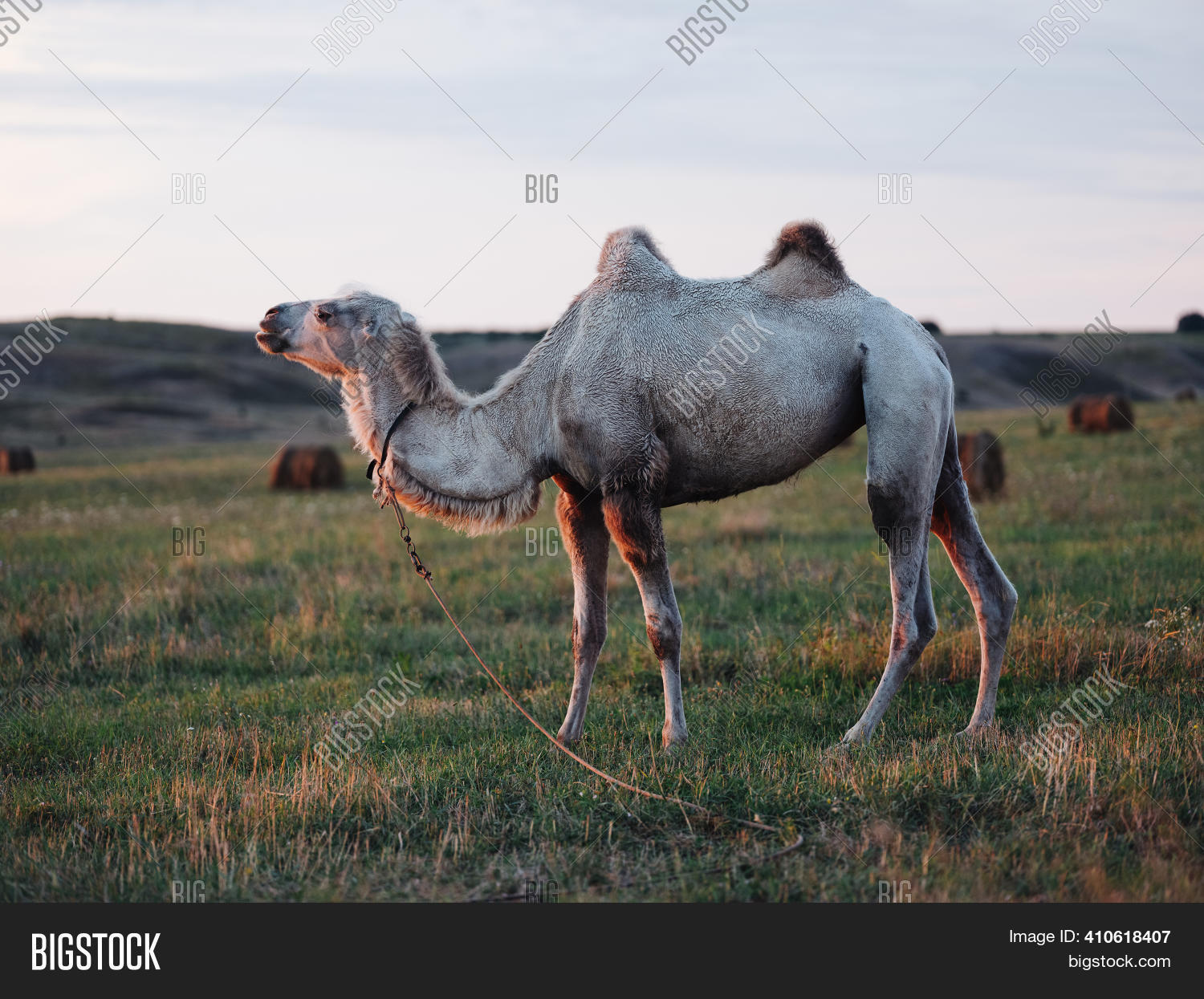 Camel Two Humps Walks Image & Photo (Free Trial) | Bigstock
