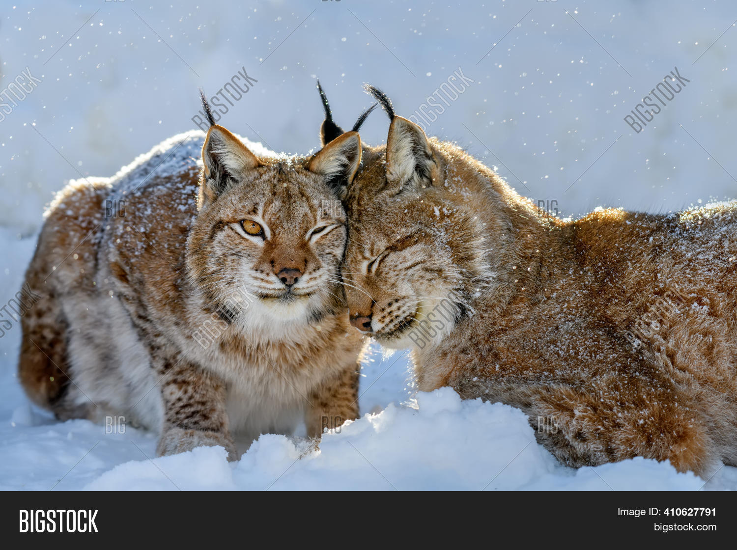 Eurasian Lynx In Snow