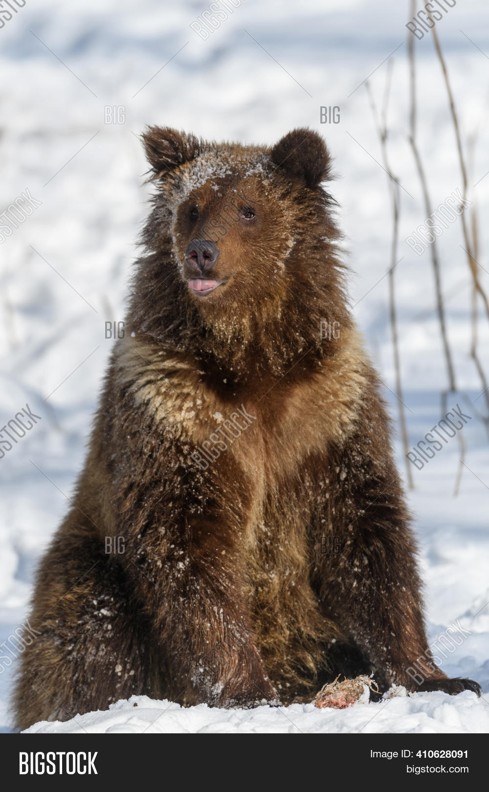 Wild Adult Brown Bear Image & Photo (Free Trial) | Bigstock