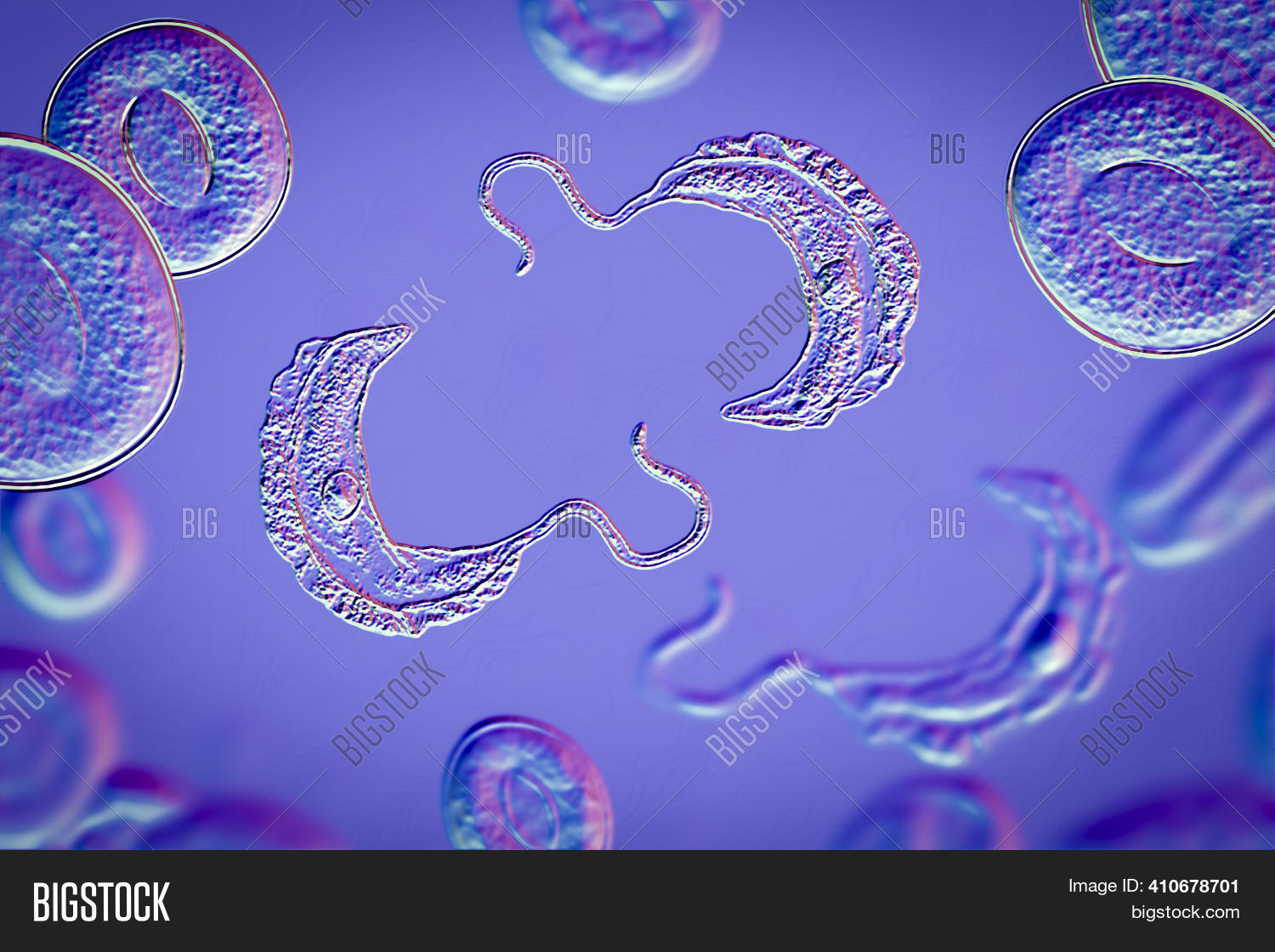 Trypanosoma Brucei Image & Photo (Free Trial) | Bigstock