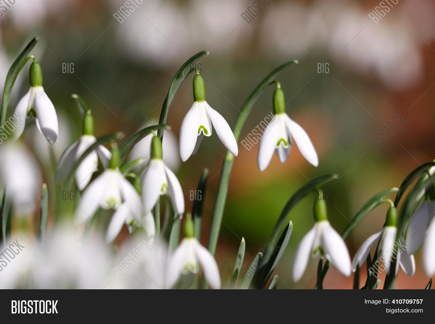 Nodding Stems Snowdrop Image & Photo (Free Trial) | Bigstock
