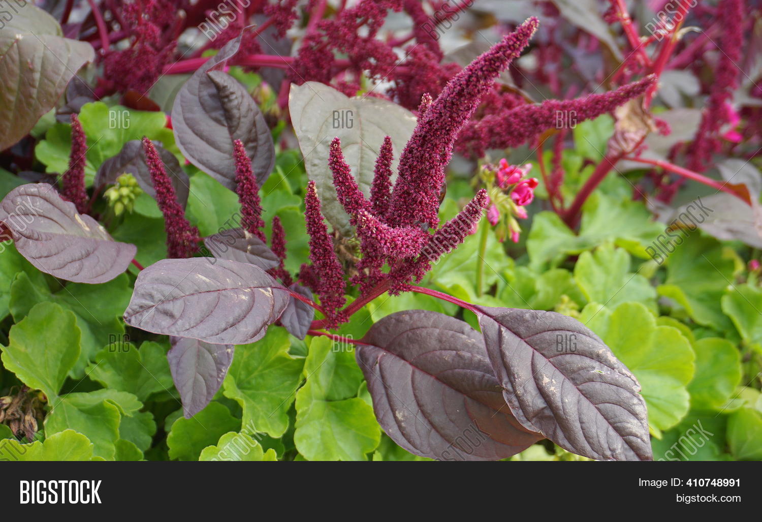 Vivid Amaranthus Image & Photo (Free Trial) | Bigstock