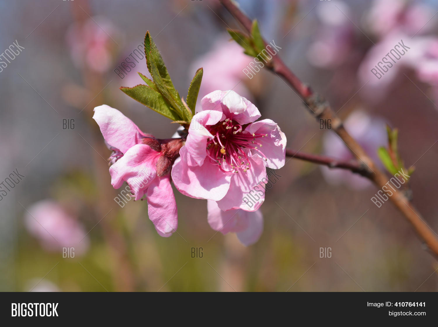 Peach Tree Flowers - Image & Photo (Free Trial) | Bigstock