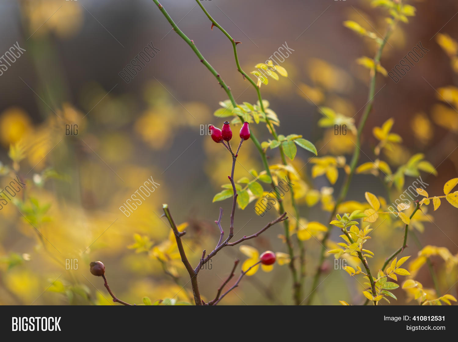 Beautiful Rose Hip Image & Photo (Free Trial) | Bigstock