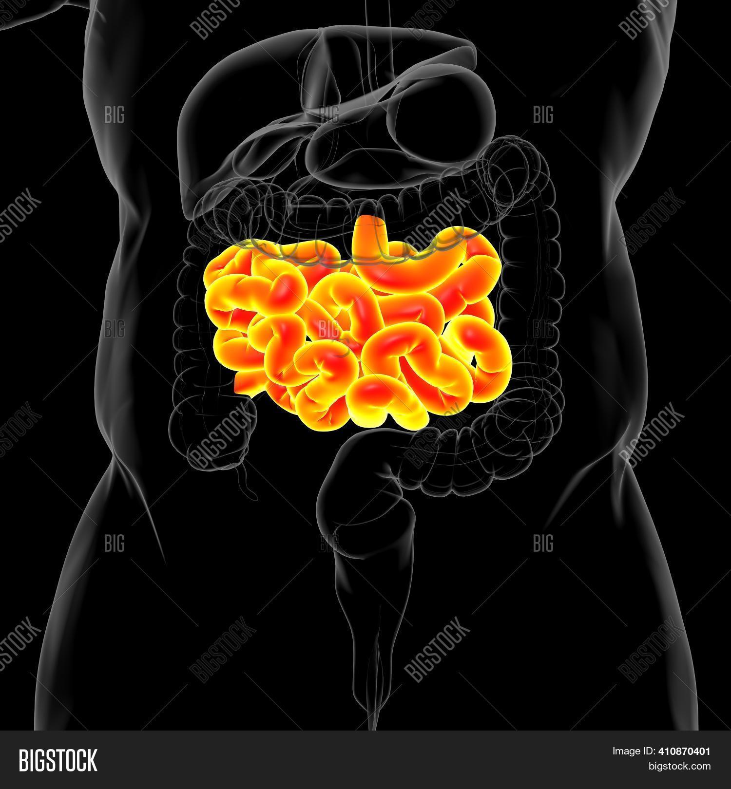 Small Intestine 3D Image & Photo (Free Trial) | Bigstock