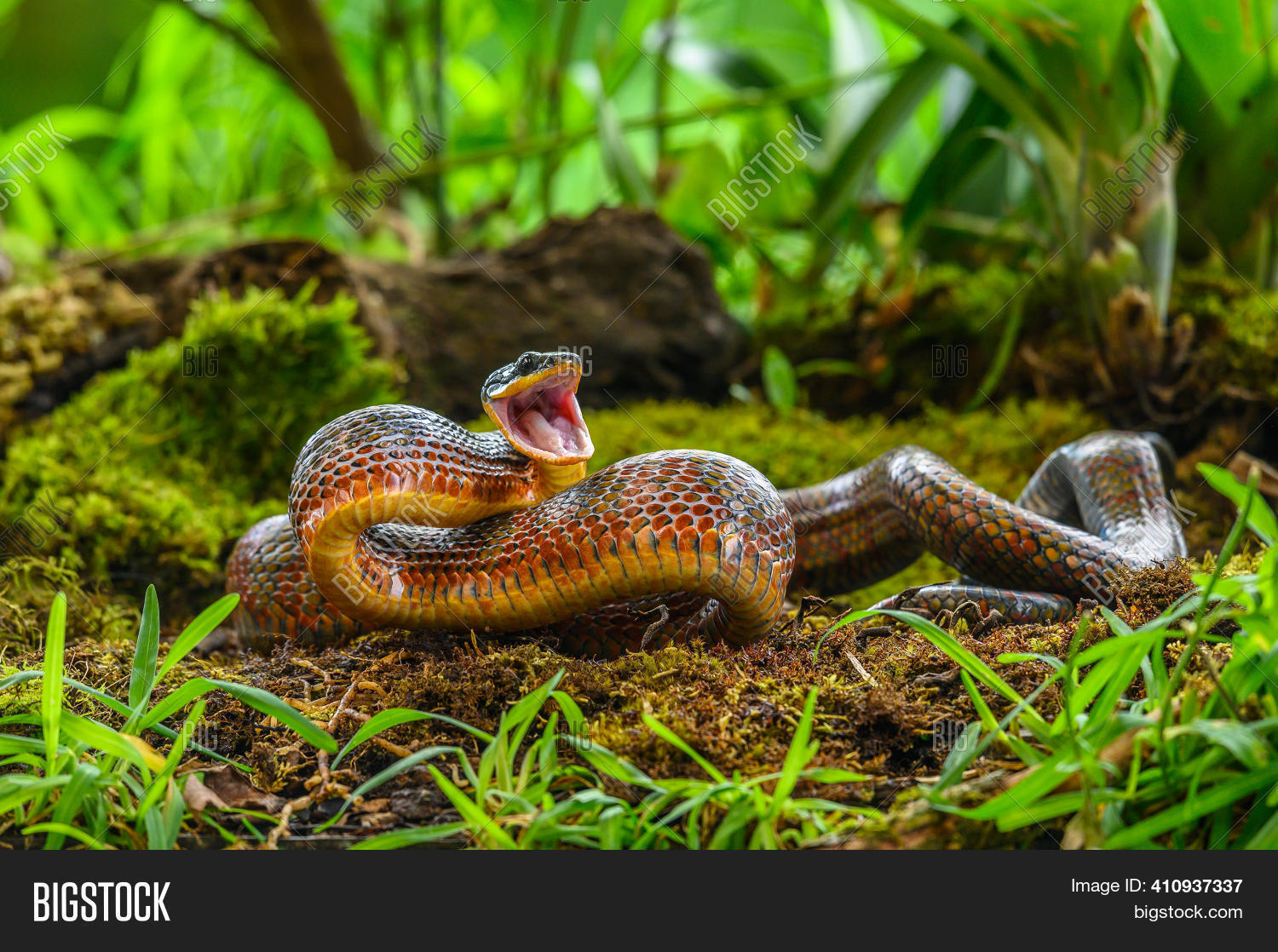 Puffing Snake - Image & Photo (Free Trial) | Bigstock