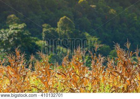 Corn Farm Front Image & Photo (Free Trial) | Bigstock