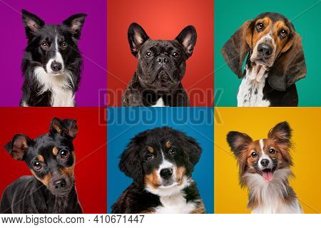 Portrait Collection Image & Photo (Free Trial) | Bigstock