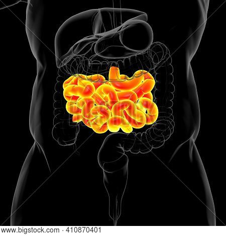 Small Intestine 3D Image & Photo (Free Trial) | Bigstock