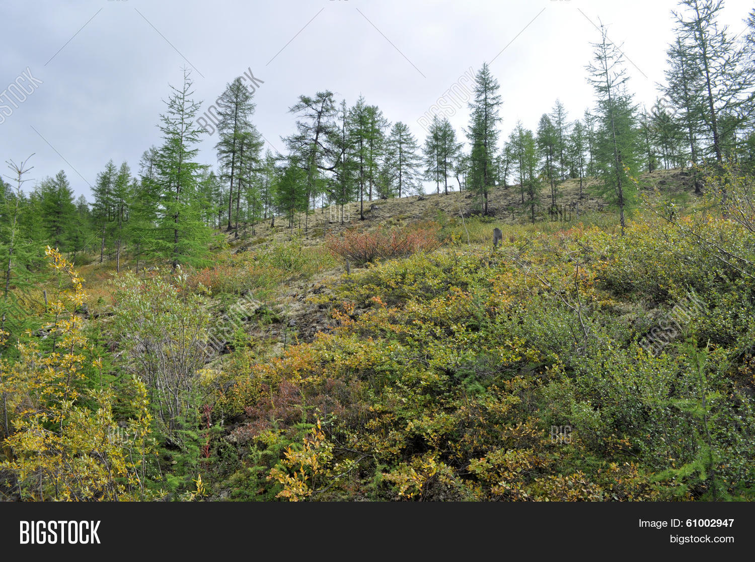 Sparse Mountain Taiga Image & Photo (Free Trial) | Bigstock