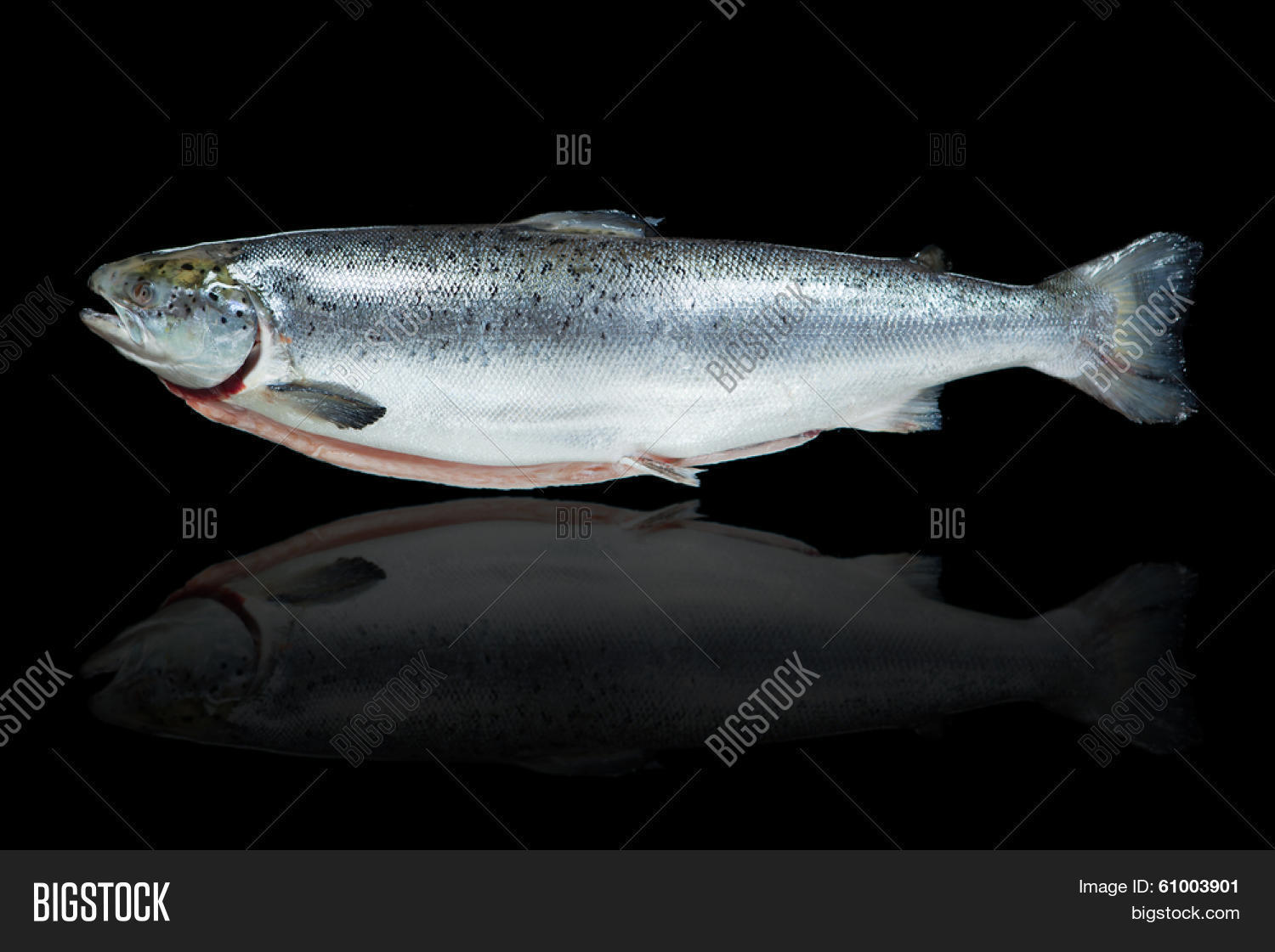 Salmon Fish Against Image & Photo (Free Trial) | Bigstock