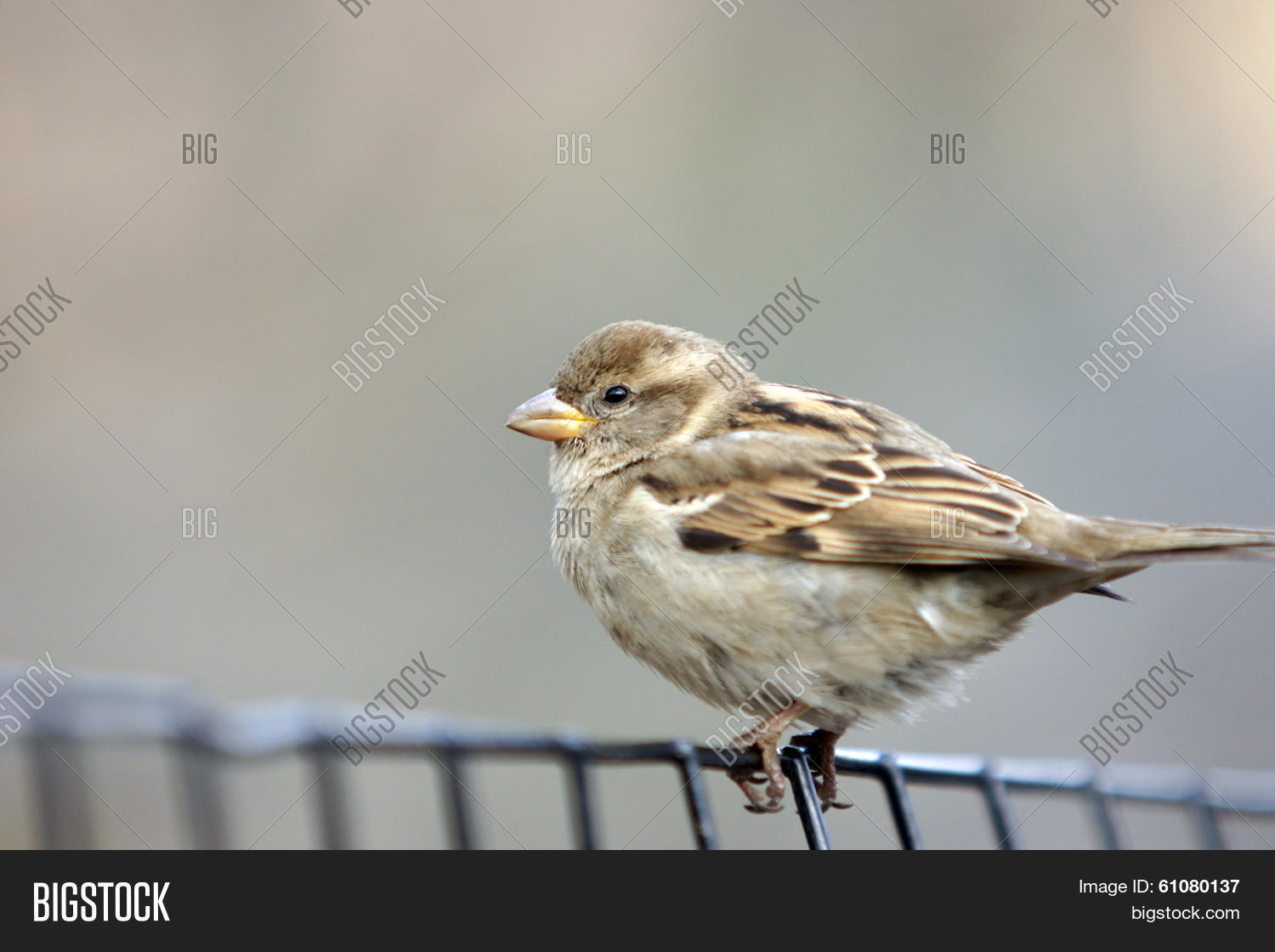 Small Bird (finch) Image & Photo (Free Trial) | Bigstock