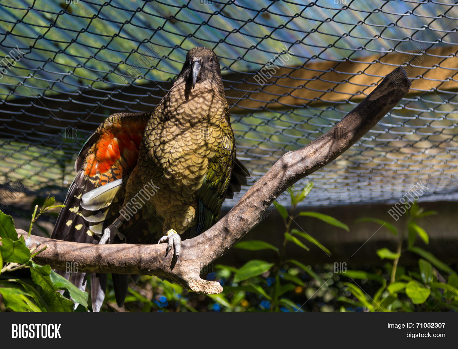 Kaka Show Off Image & Photo (Free Trial) | Bigstock