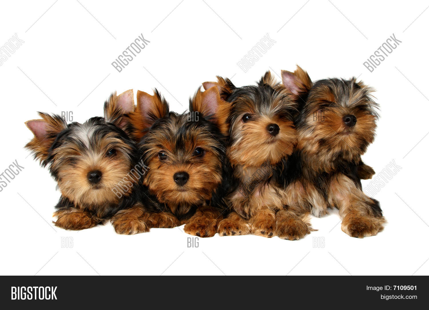 Four Yorkshire Puppies Image & Photo (Free Trial) | Bigstock