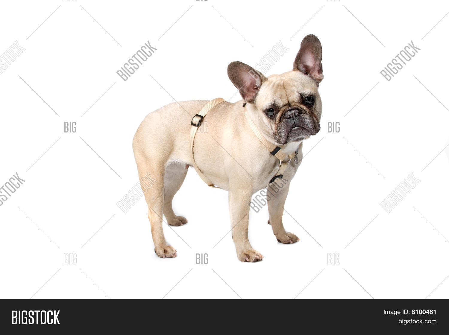 Side View French Image & Photo (Free Trial) | Bigstock