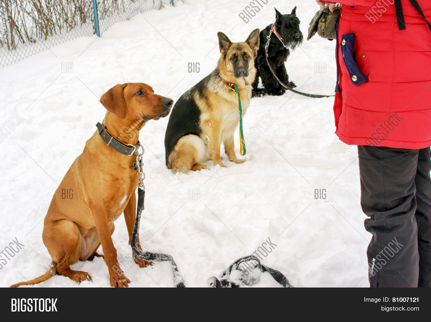 Dogs Dog Training Image & Photo (Free Trial) | Bigstock