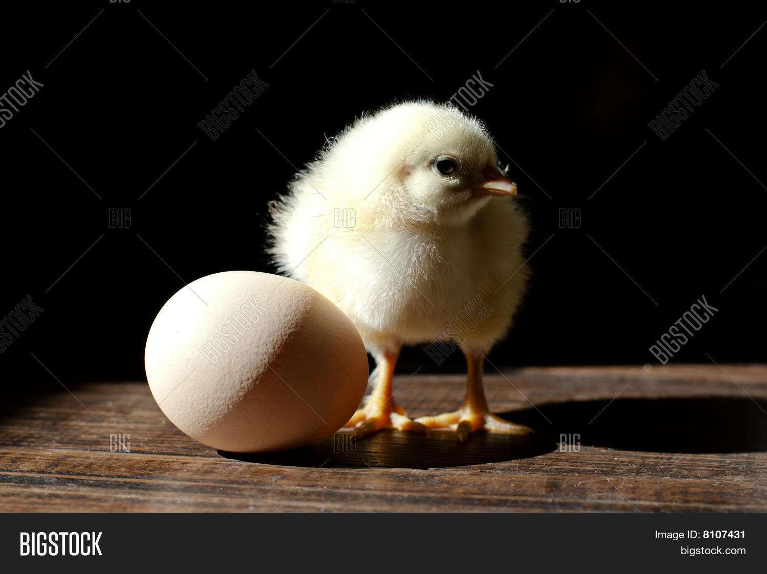 Chicken Egg Image & Photo (Free Trial) | Bigstock