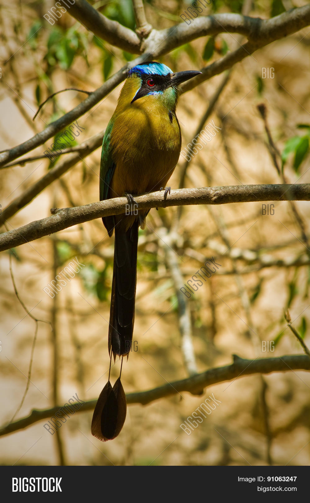 Beautiful Blue Crowned Image & Photo (Free Trial) | Bigstock