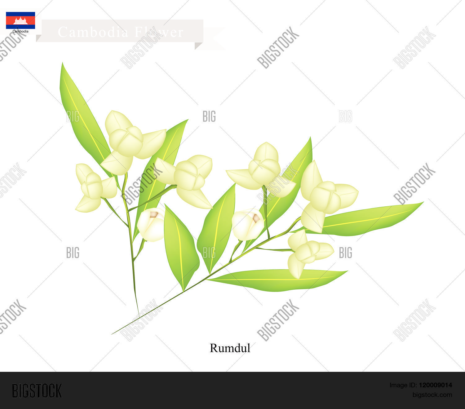 National Flower Vector & Photo (Free Trial) | Bigstock