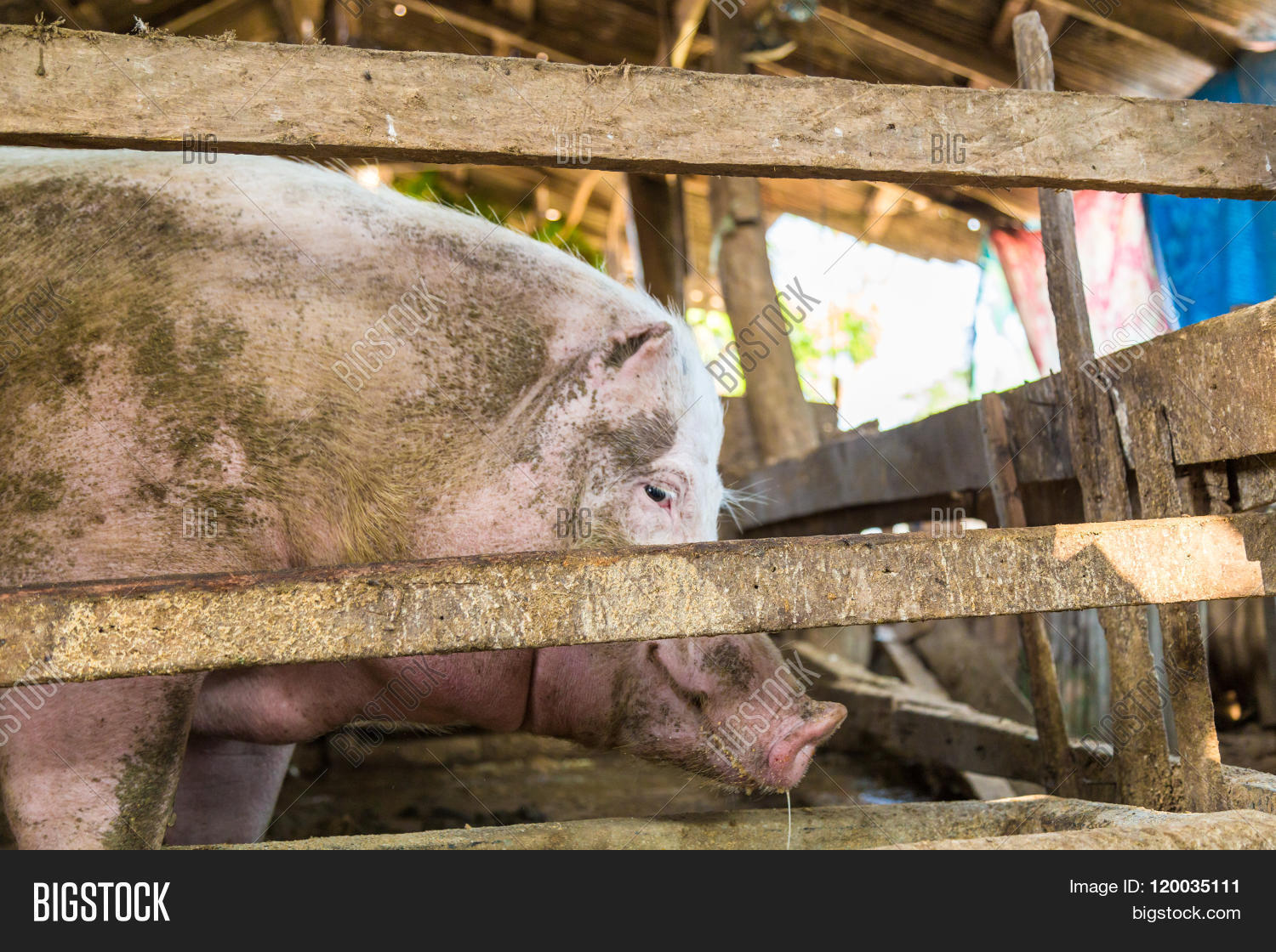 Feeds Pig Traditional Image & Photo (Free Trial) | Bigstock