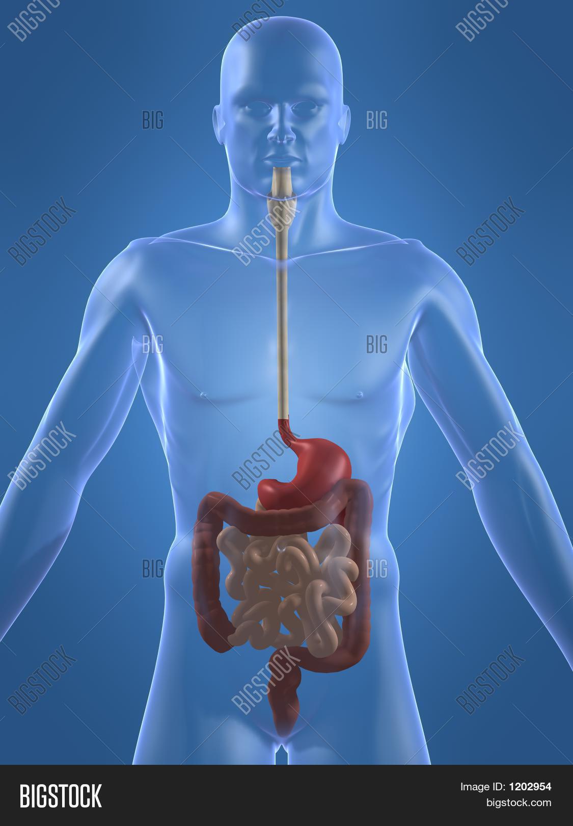 Human Organ Image & Photo (Free Trial) | Bigstock