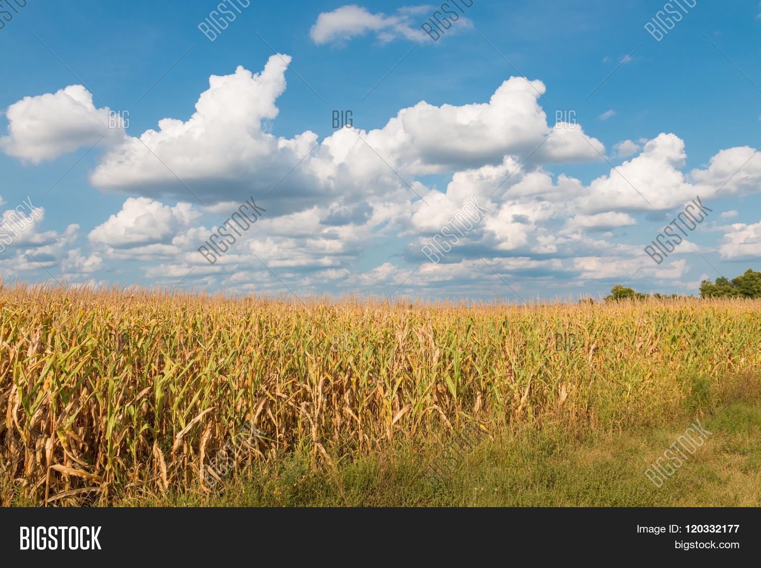 Yellow Corn Field Blue Image & Photo (Free Trial) | Bigstock