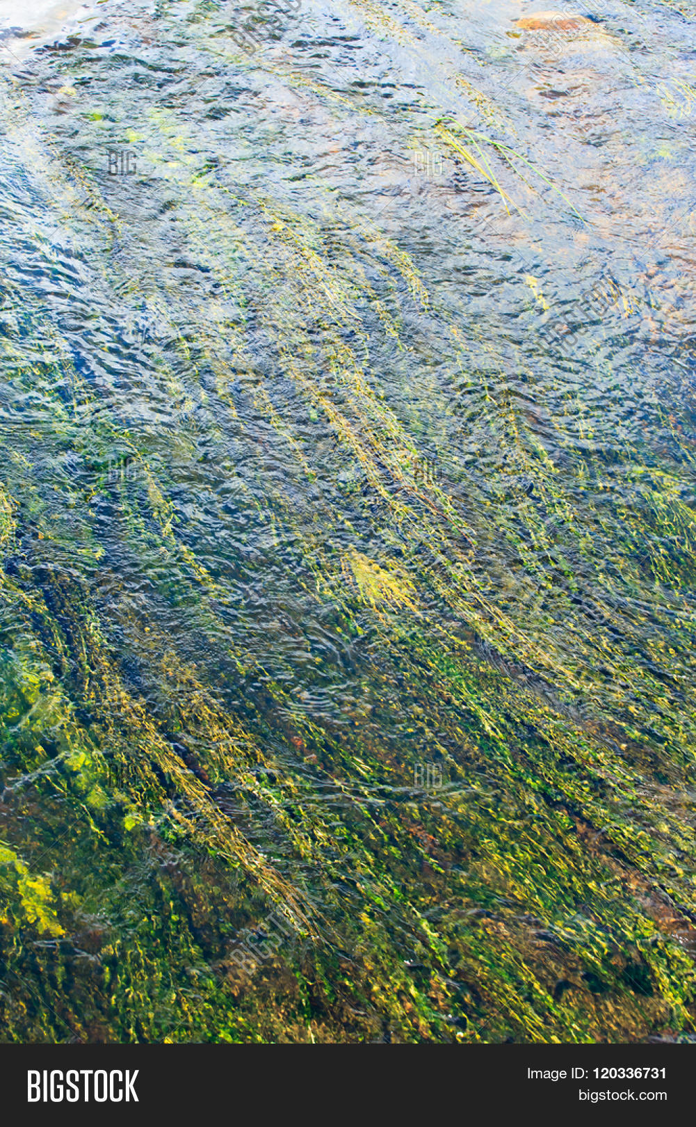 Imagen y foto Algae River (prueba gratis) | Bigstock