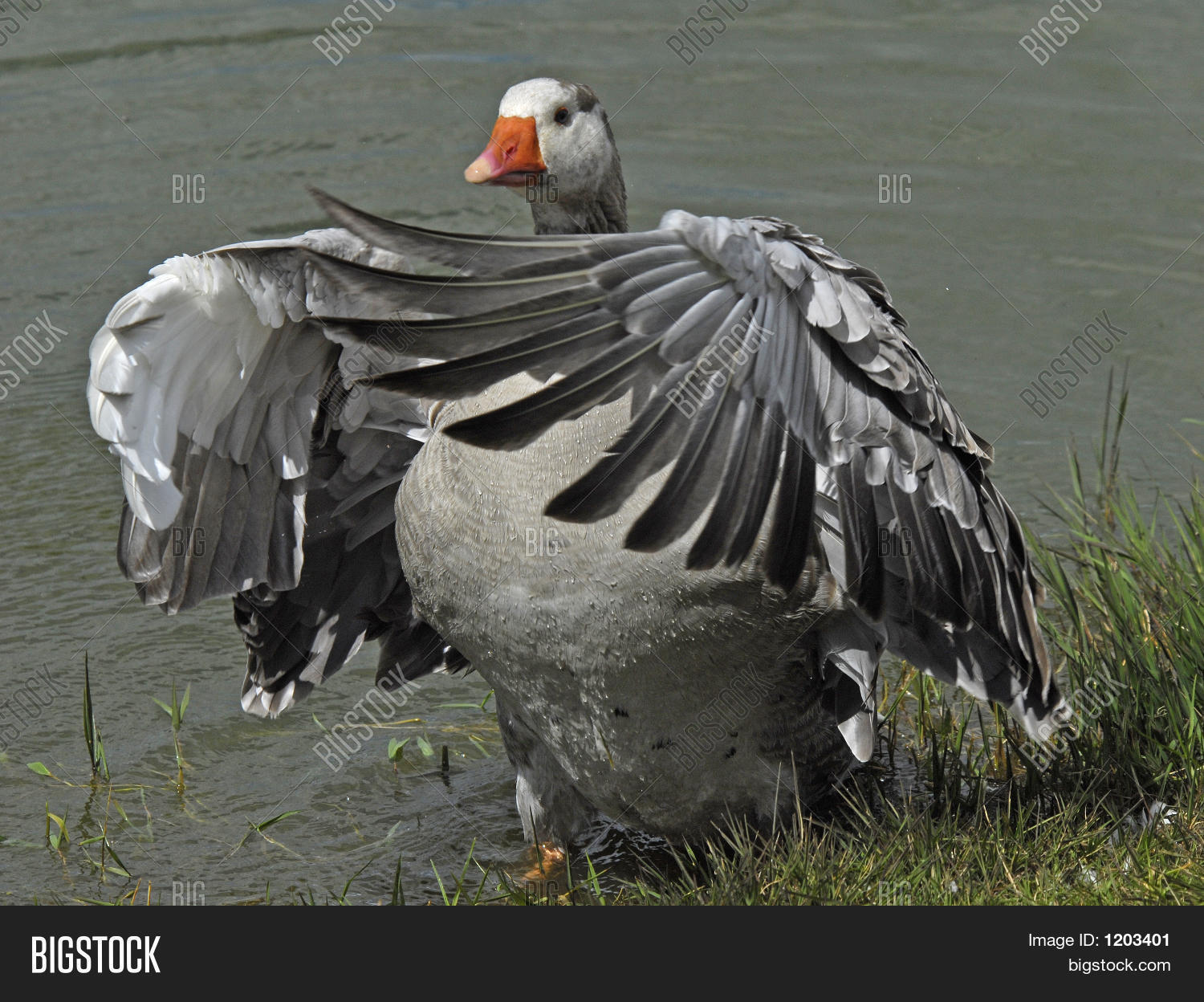 Open Wing Duck Image & Photo (Free Trial) | Bigstock