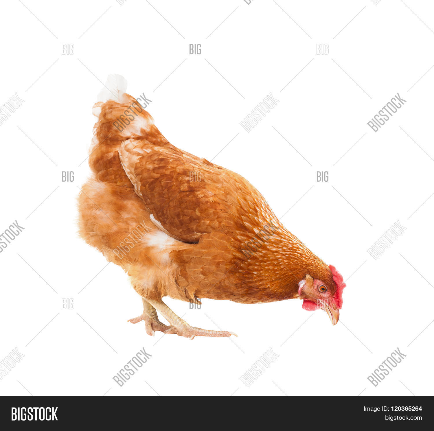 Full Body Brown Image & Photo (Free Trial) | Bigstock