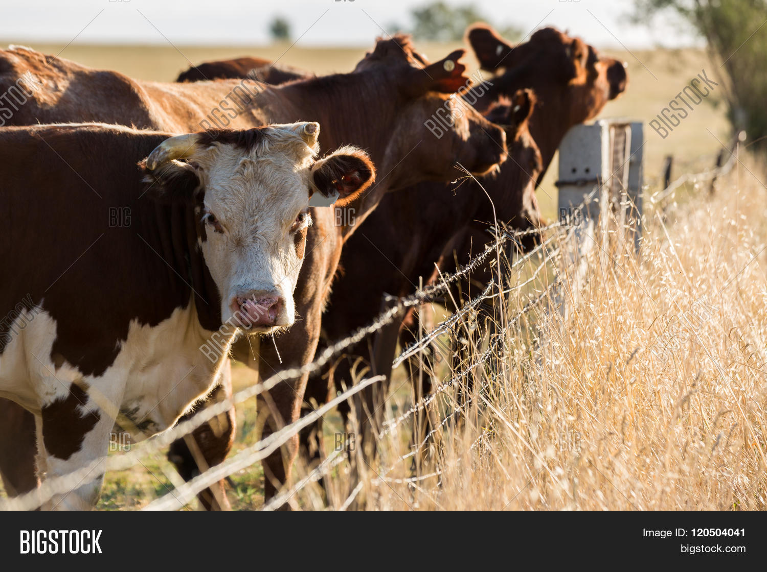 Cattle Field Image & Photo (Free Trial) | Bigstock