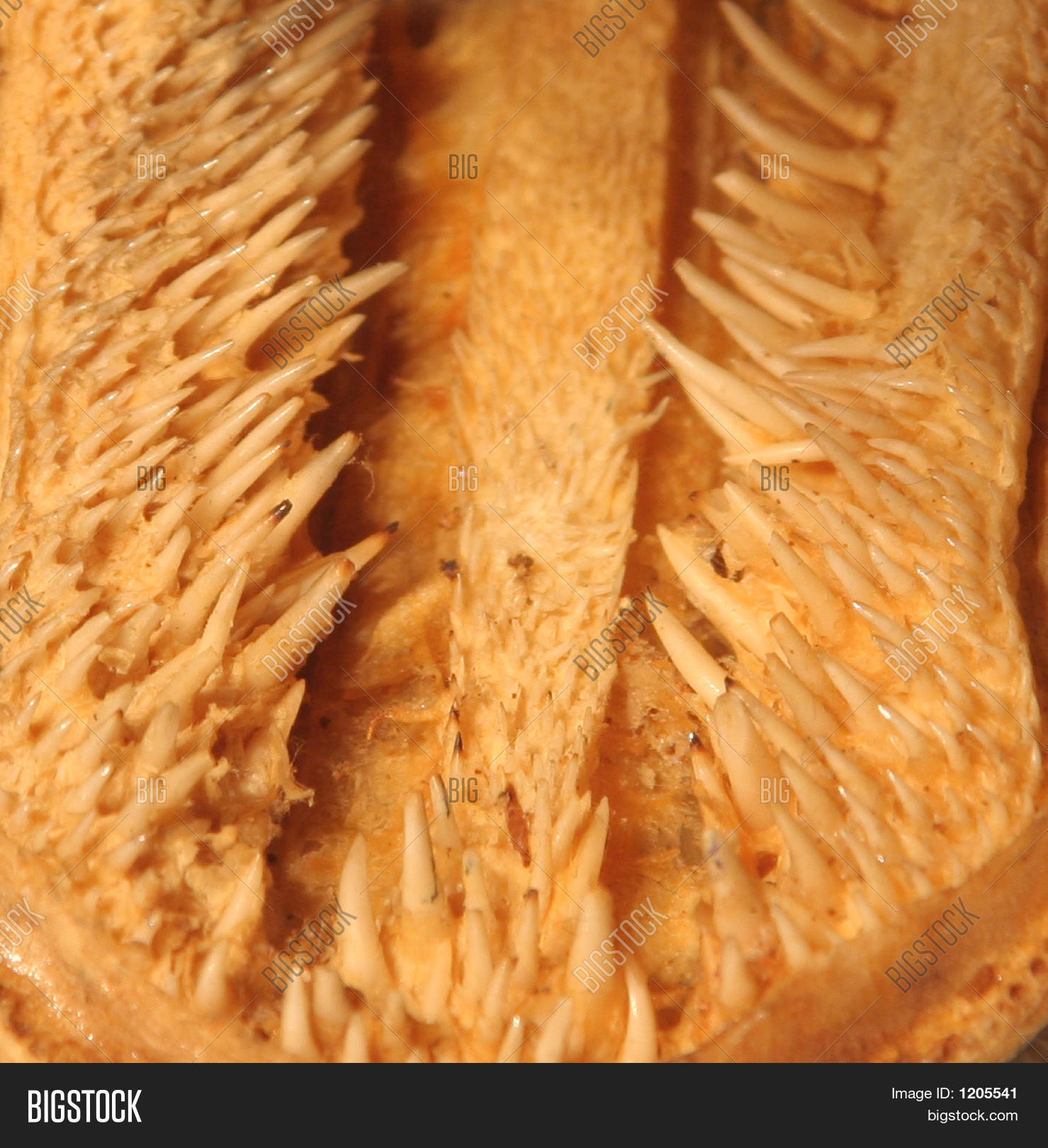 Pike Teeth Image & Photo (Free Trial) | Bigstock