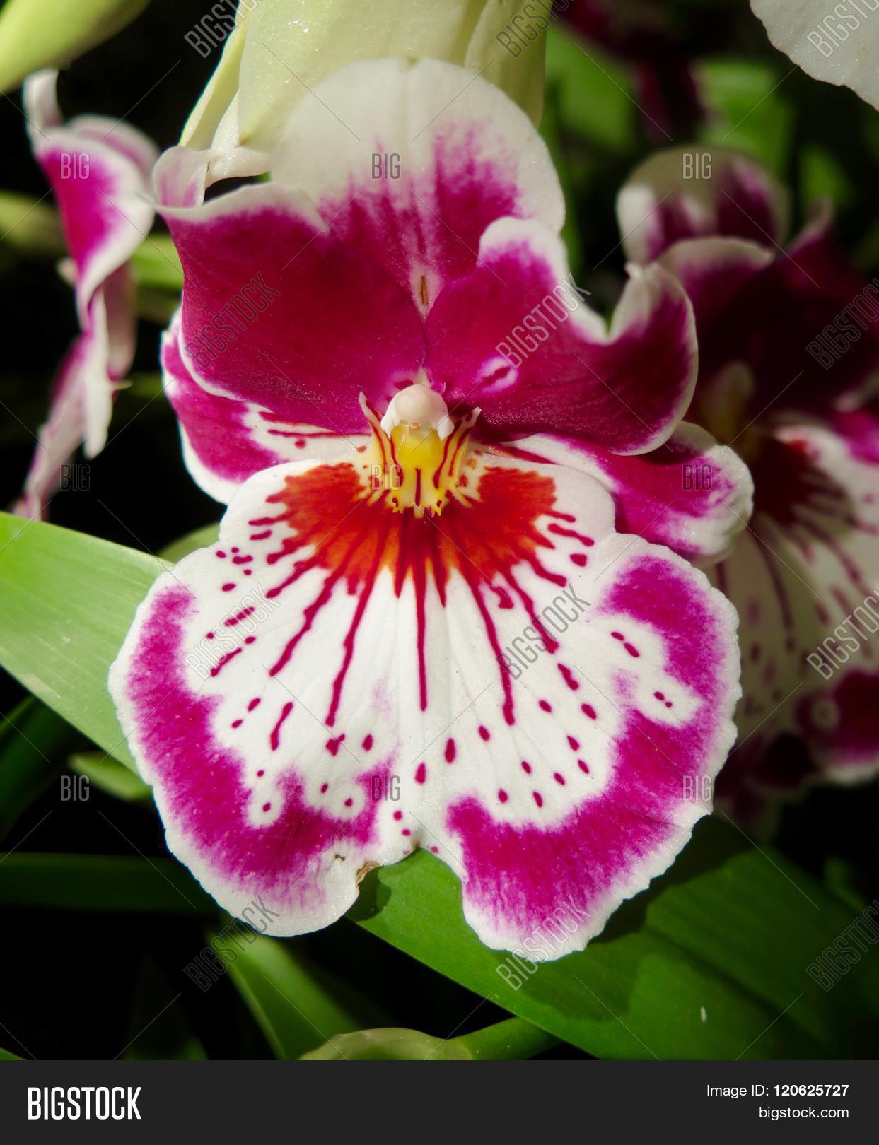 Delicate Orchid Image & Photo (Free Trial) | Bigstock
