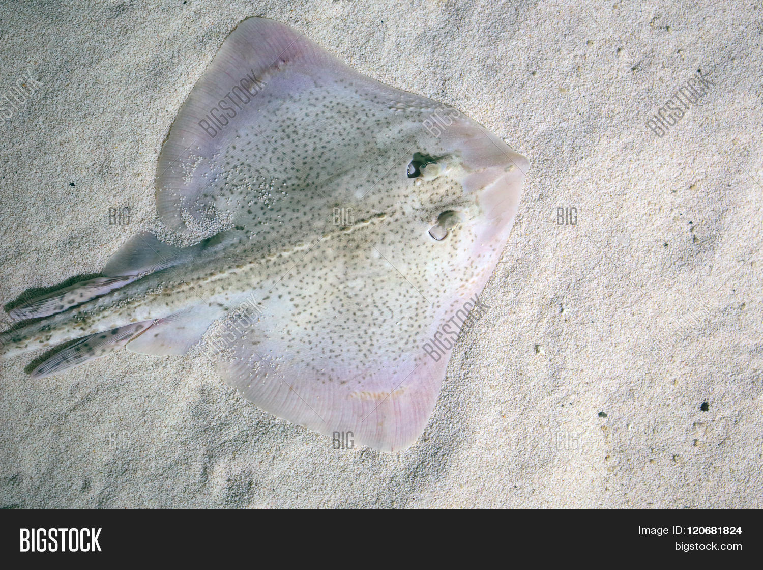 Thornback Ray Lying On Image & Photo (Free Trial) | Bigstock