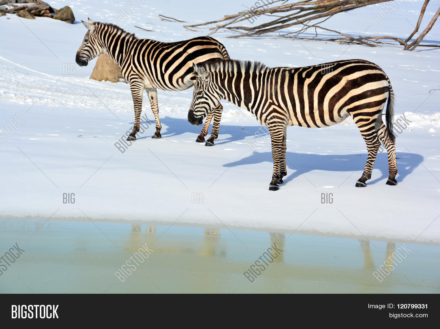 Winter Time Zebras Image & Photo (Free Trial) | Bigstock