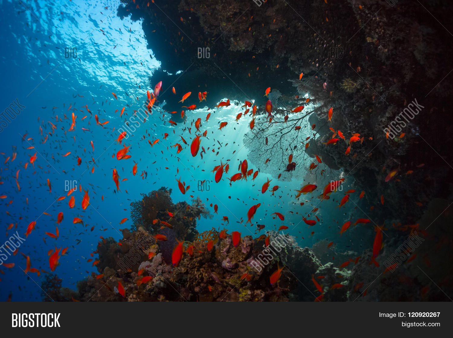 Coral Reefs Tiny Fish Image & Photo (Free Trial) | Bigstock