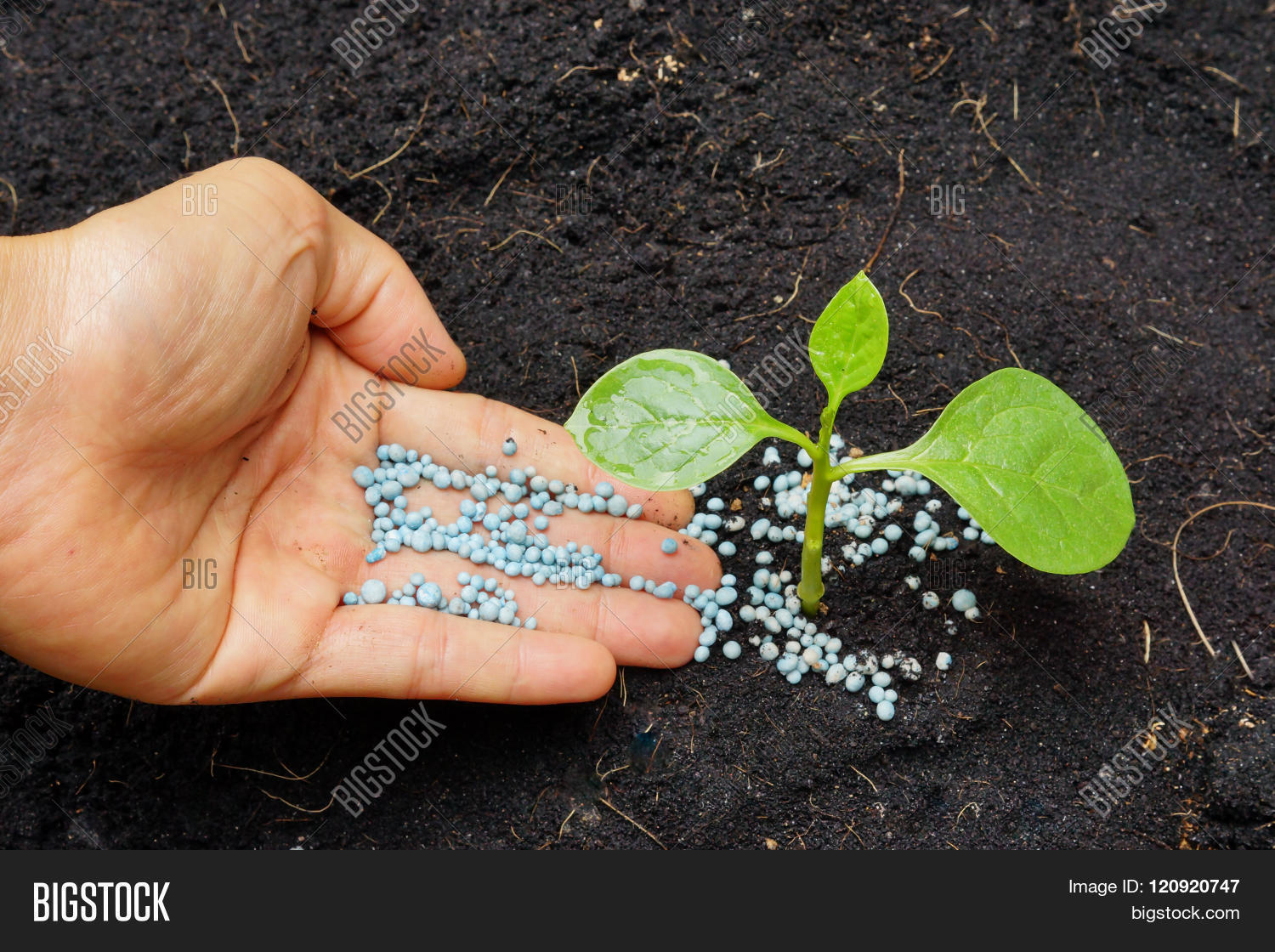 Hand Giving Fertilizer Image & Photo (Free Trial) | Bigstock