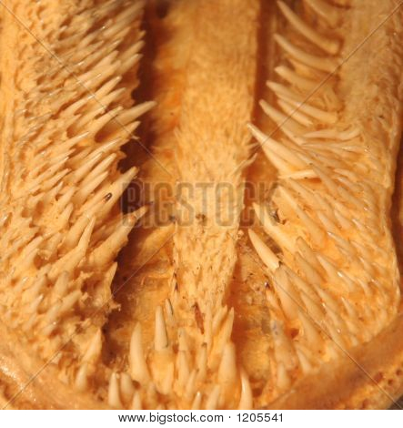 Pike Teeth Image & Photo (Free Trial) | Bigstock