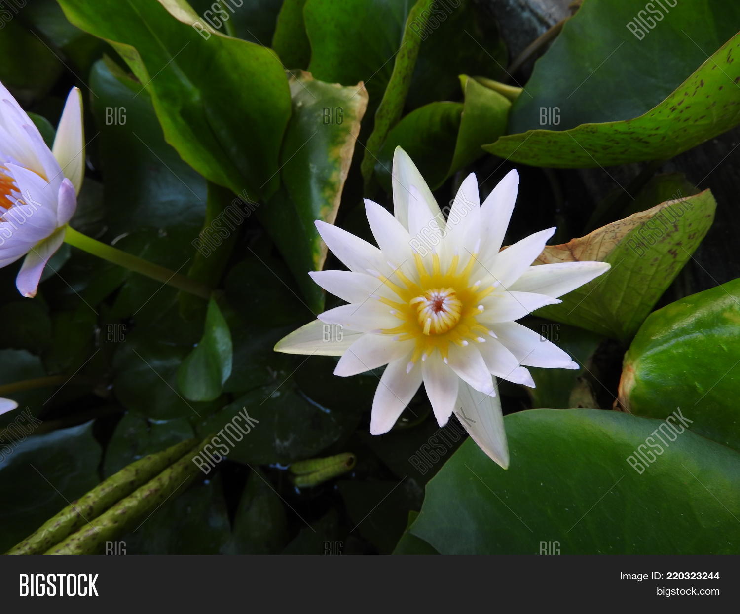 Water Lily Image & Photo (Free Trial) | Bigstock