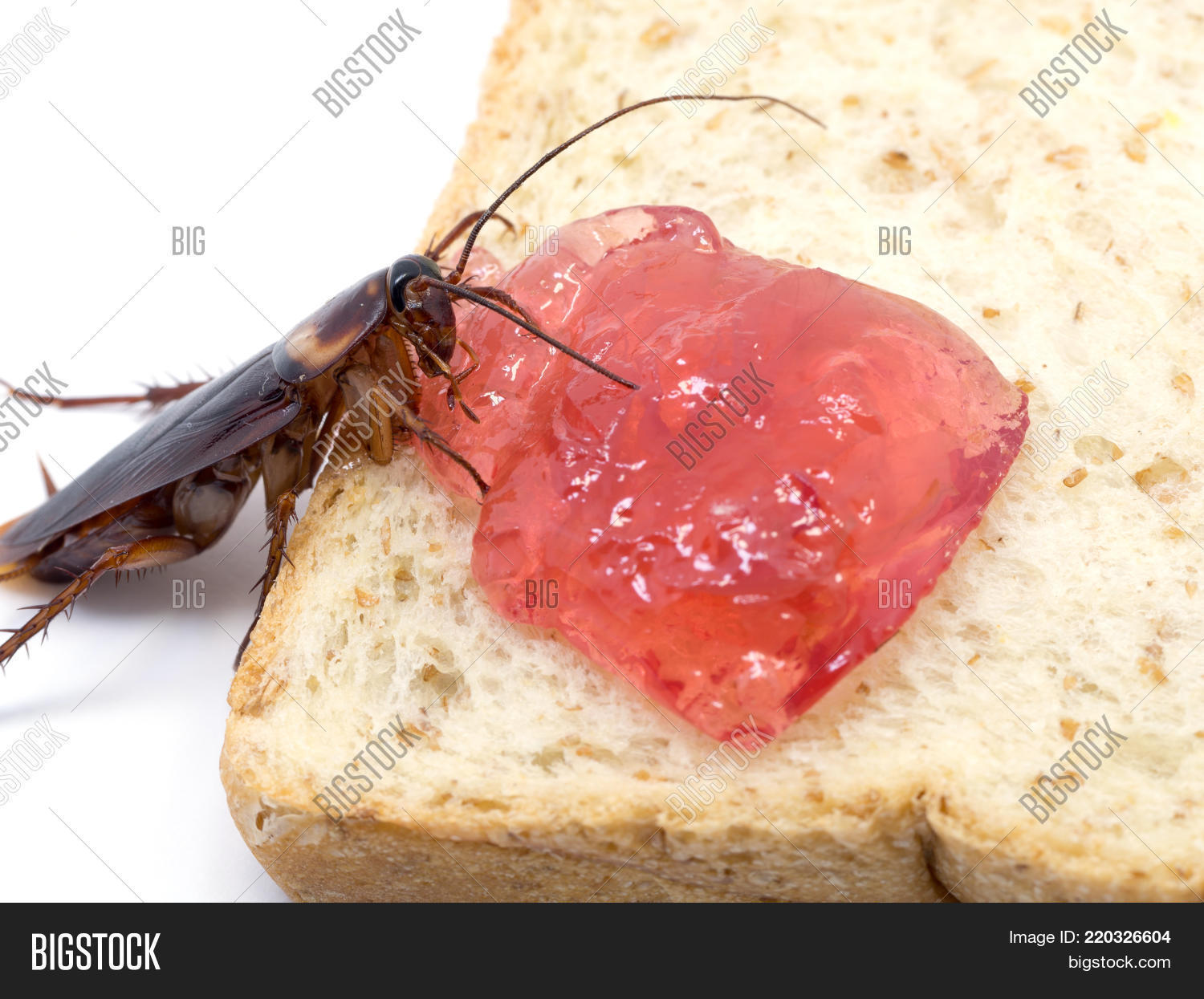 Close Cockroach On Image & Photo (Free Trial) | Bigstock