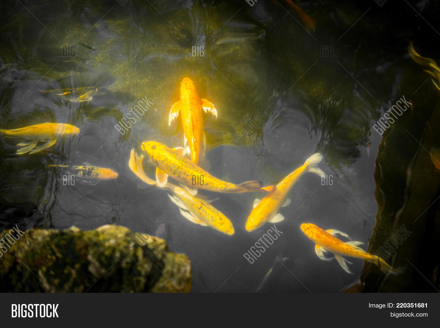 Colorful Fancy Carp Image & Photo (Free Trial) | Bigstock