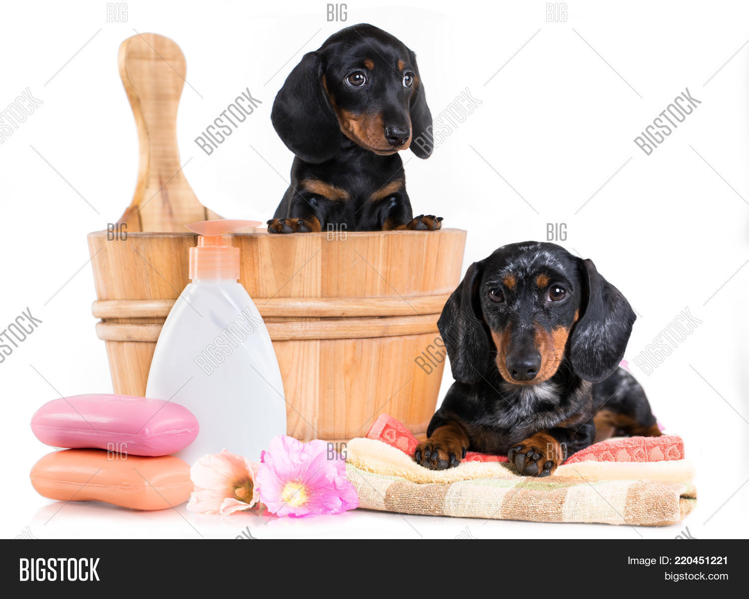 Puppy Bath Time - Image & Photo (Free Trial) | Bigstock