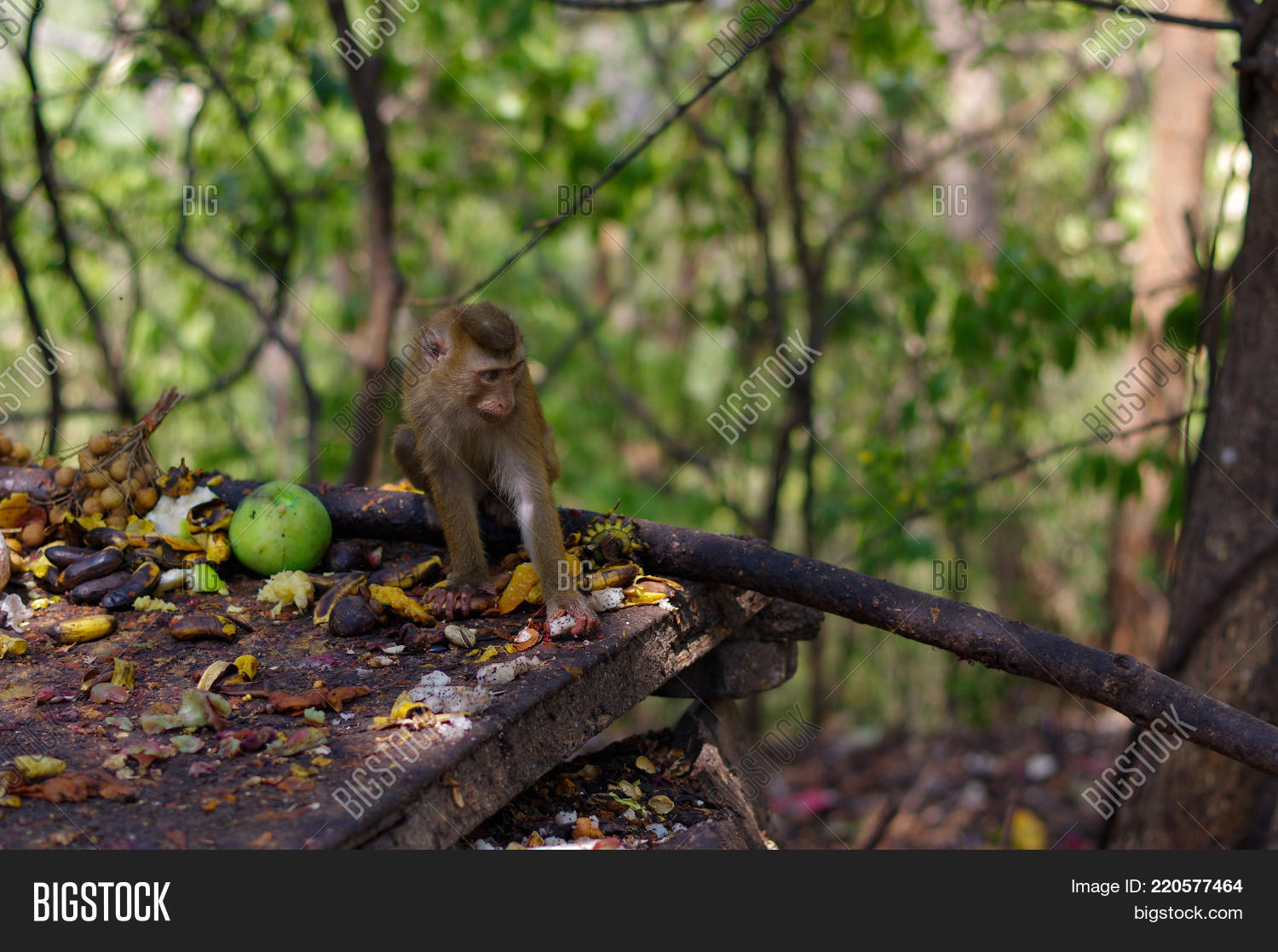 Macaca Monkey Family Image & Photo (Free Trial) | Bigstock