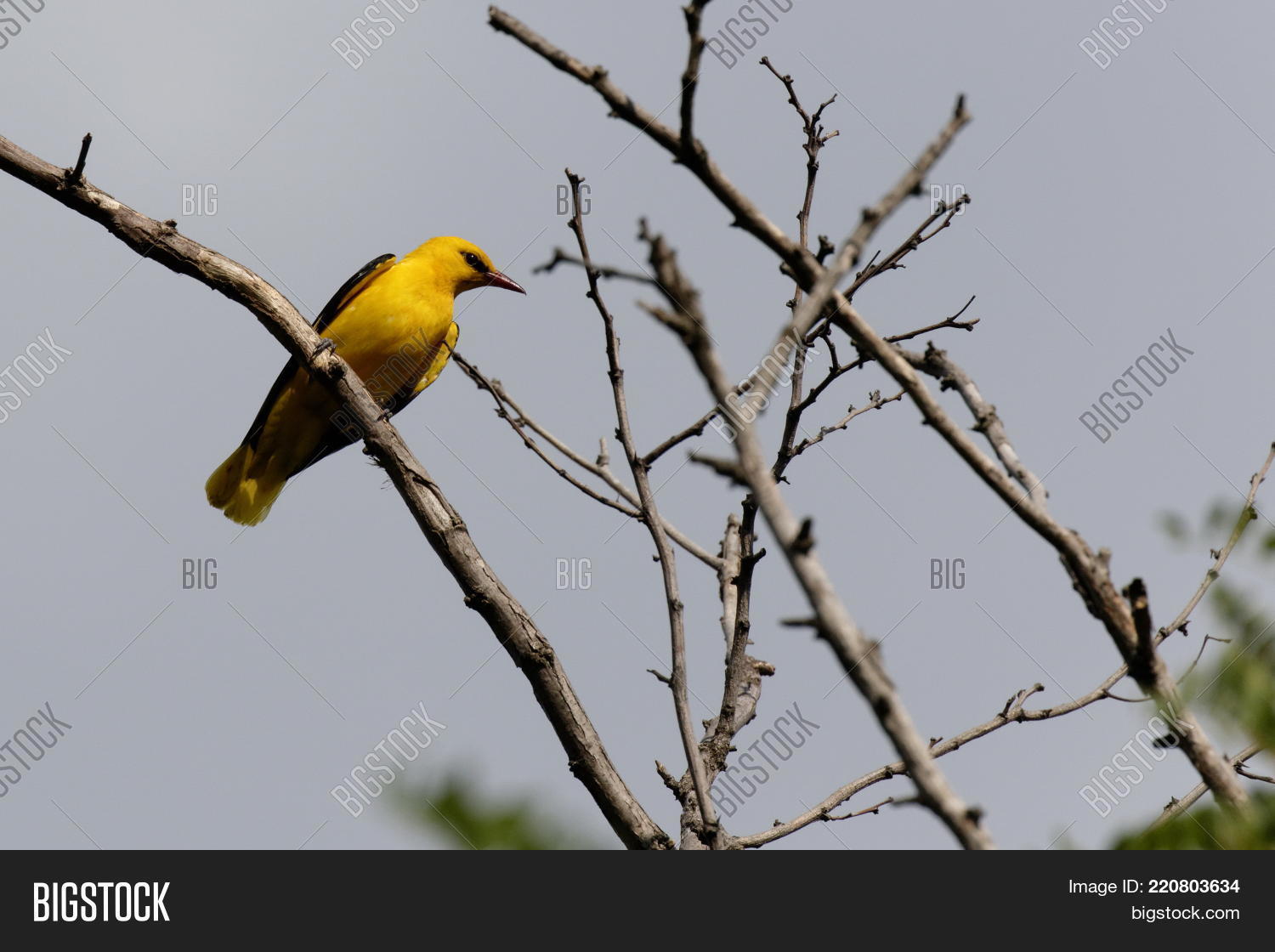European Golden Oriole Image & Photo (Free Trial) | Bigstock