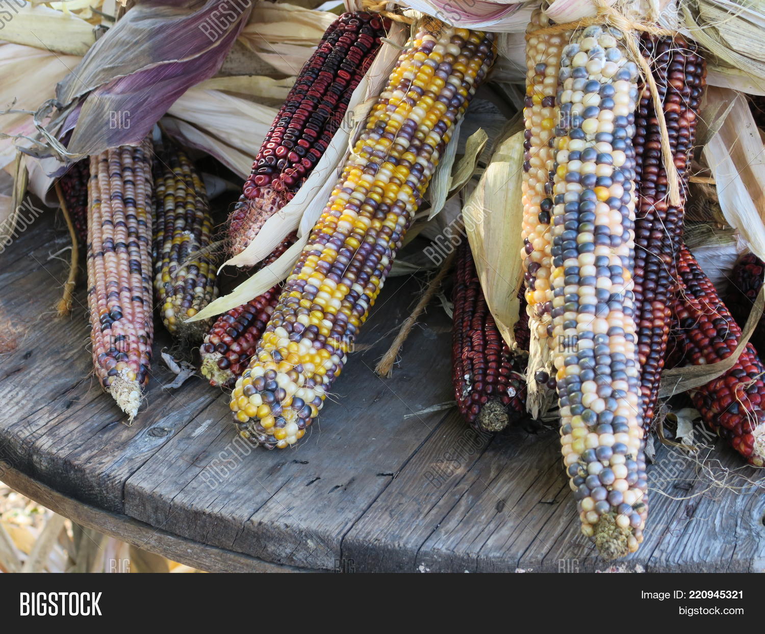 Colorful Indian Corn Image & Photo (Free Trial) | Bigstock