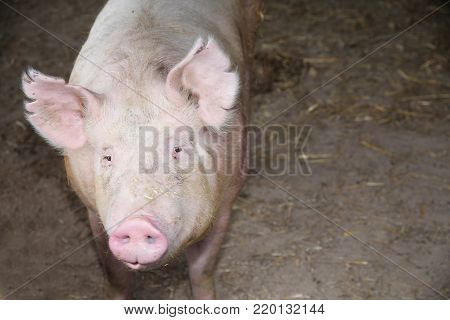 Pig Images, Illustrations, Vectors - Pig Stock Photos & Images | Bigstock