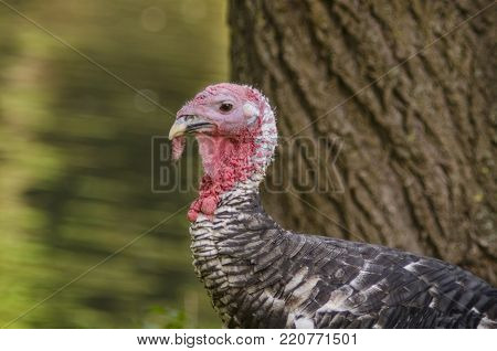 Turkey Cock Gobbler Image & Photo (Free Trial) | Bigstock