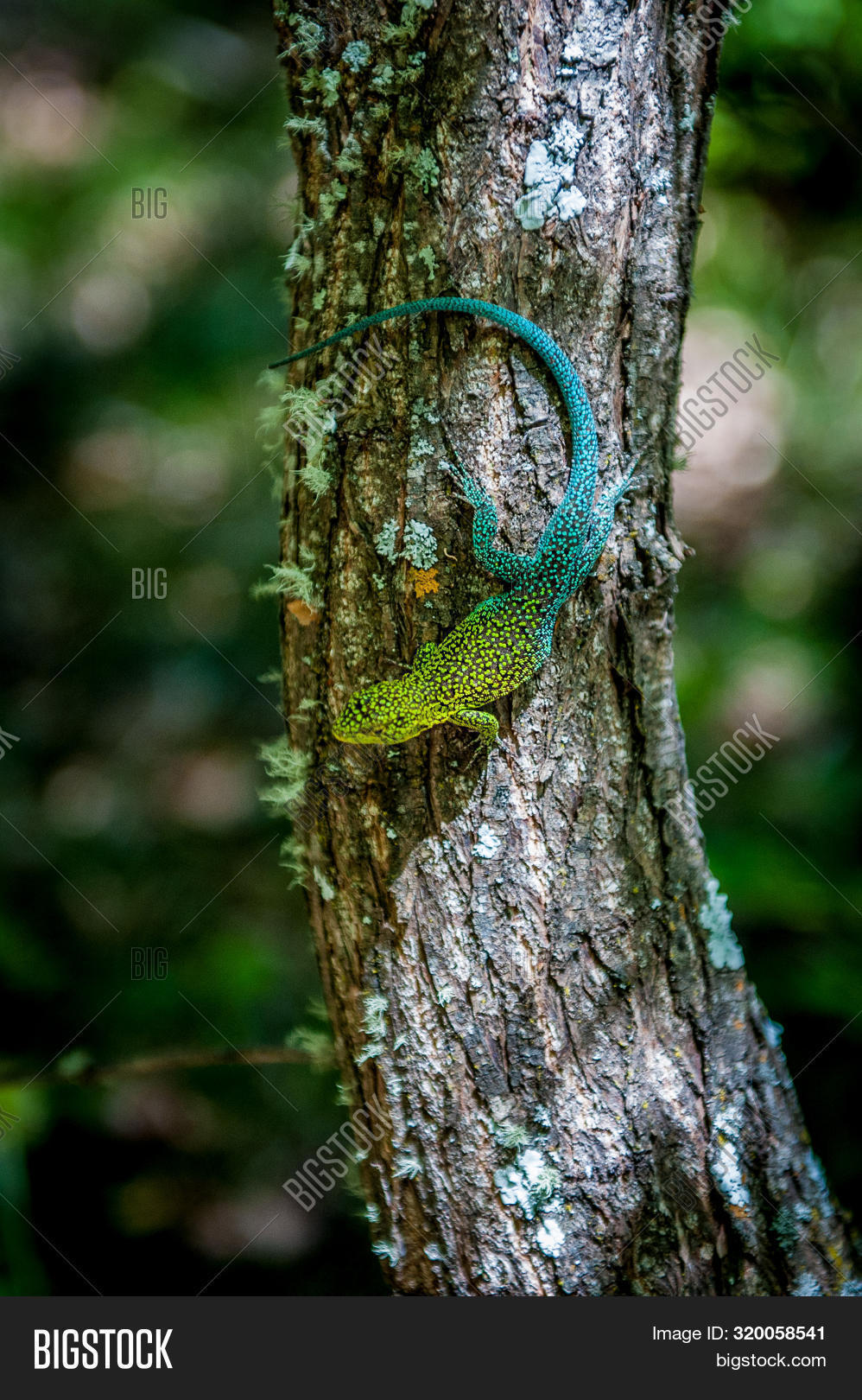 Male Jewel Lizard ( Image & Photo (Free Trial) | Bigstock